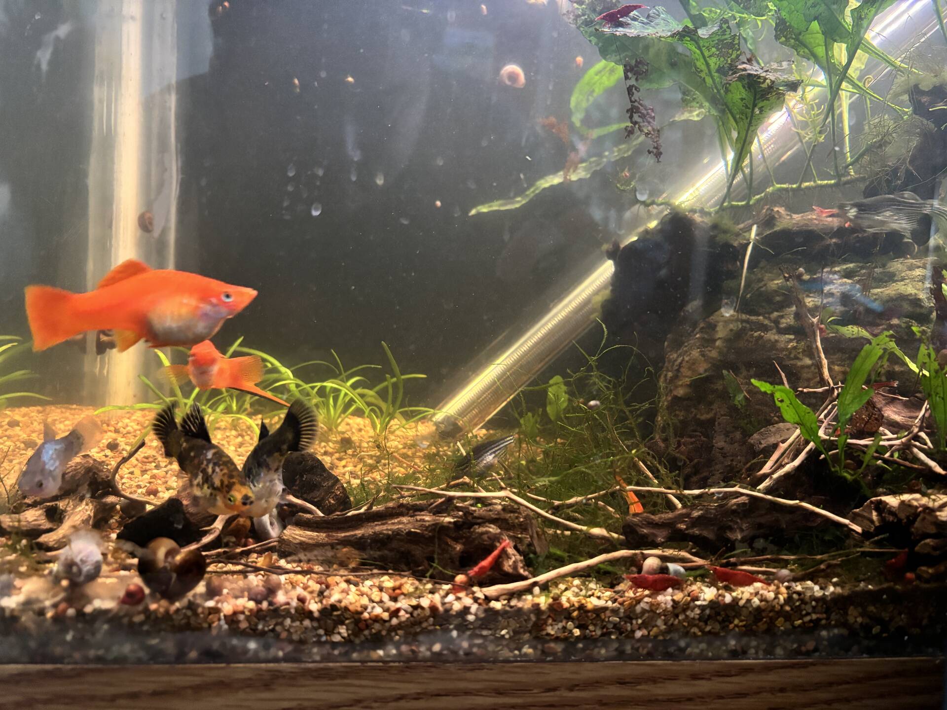 2 Surprise Fry - Fish Breeding - Aquarium Co-Op Forum