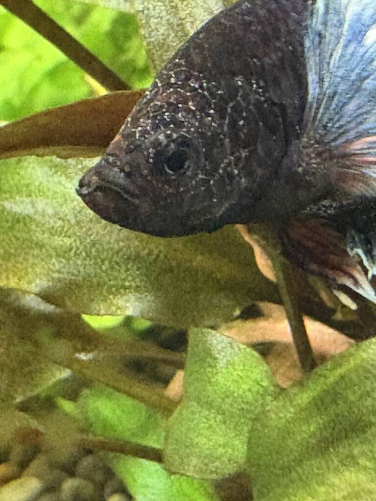 Velvet? - Diseases - Aquarium Co-Op Forum