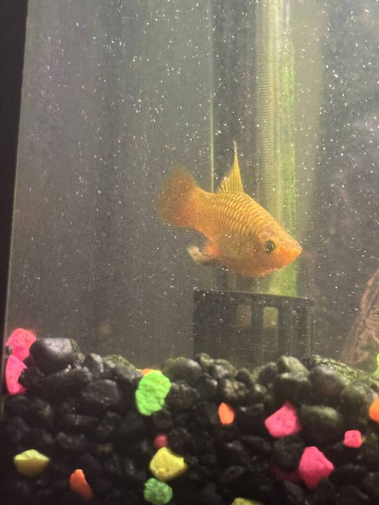 What is this on my platy fish? Poop or something worse? - Photos ...