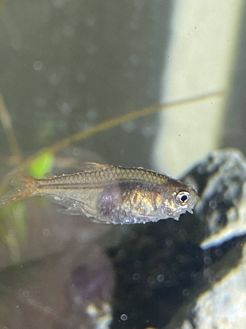 Sick fish:( - Diseases - Aquarium Co-Op Forum