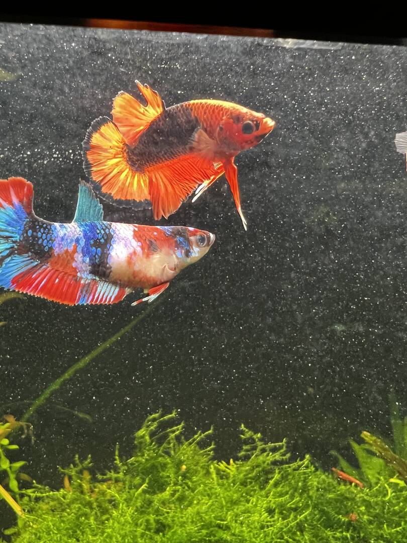 Worms or bloated? - Diseases - Aquarium Co-Op Forum