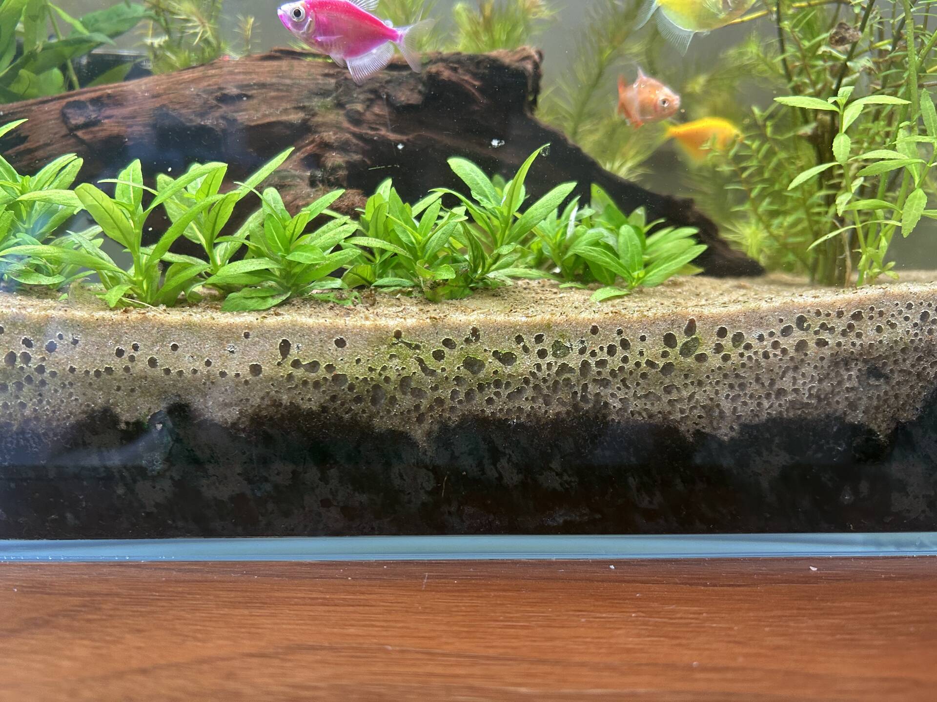 Air pockets in sand substrate - General Chat - Aquarium Co-Op Forum