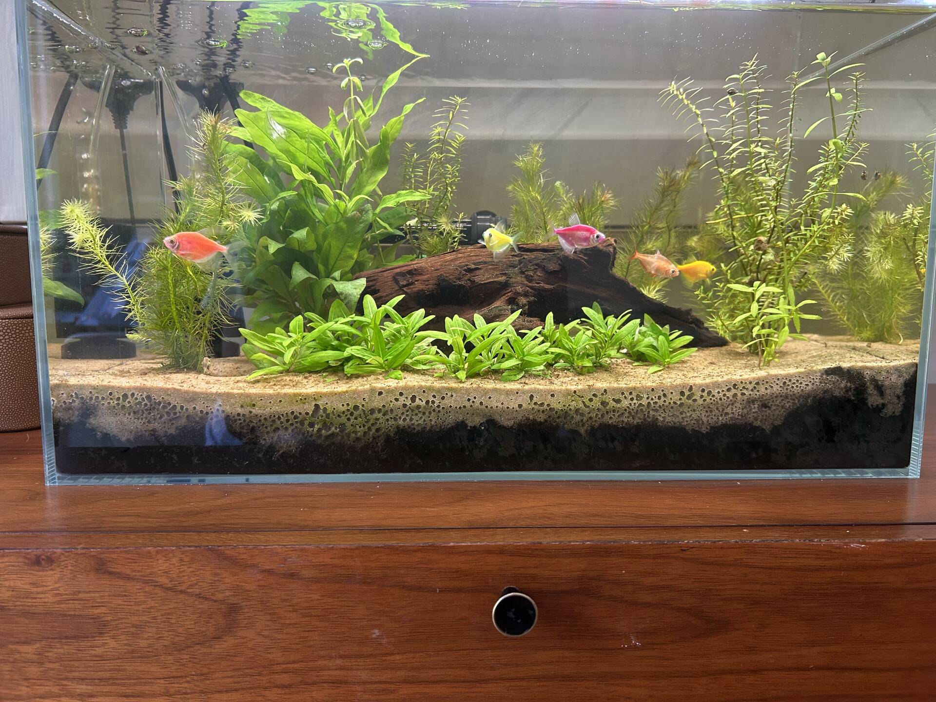 Air pockets in sand substrate - General Chat - Aquarium Co-Op Forum