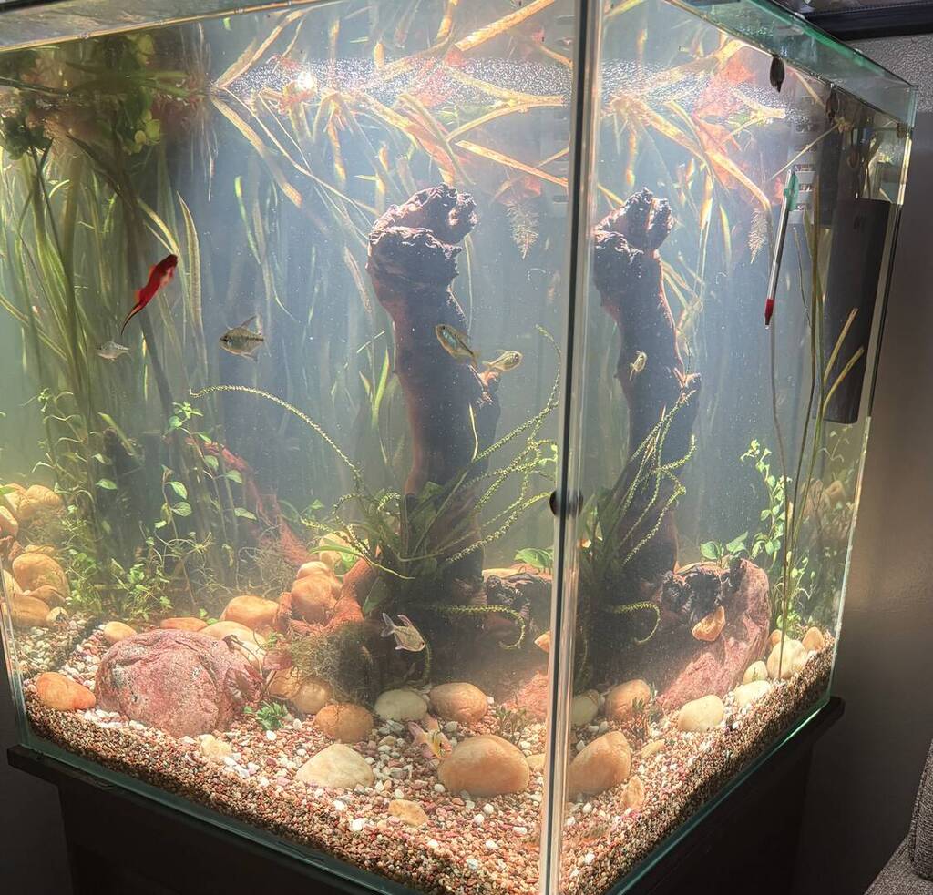 Rams in a community tank - General Chat - Aquarium Co-Op Forum