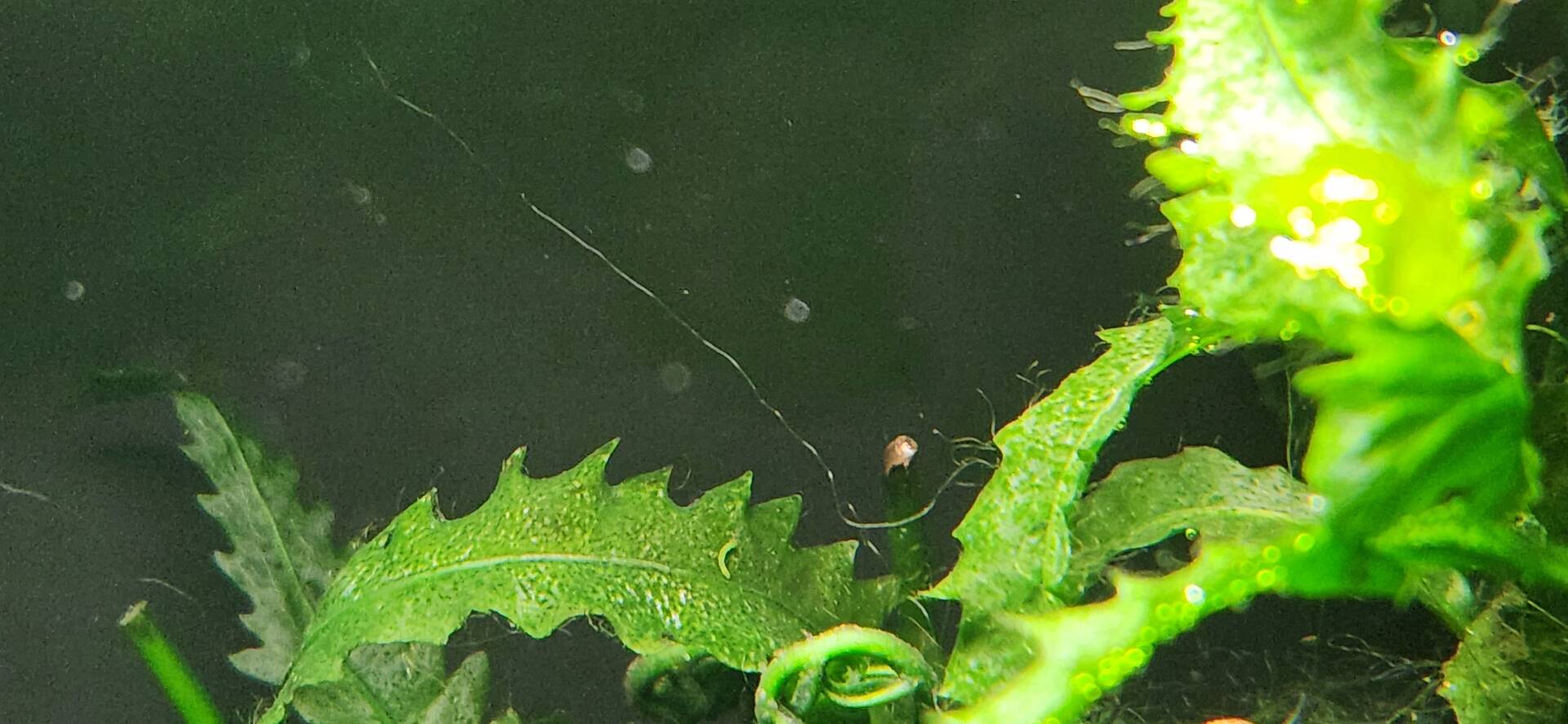 spider web? - Plants, Algae, and Fertilizers - Aquarium Co-Op Forum