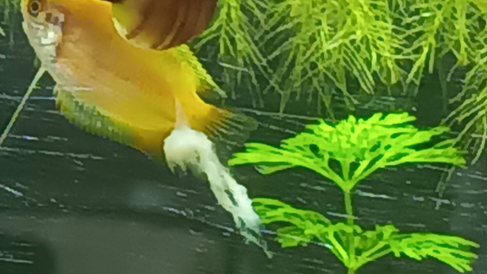 Is my Snail dead? - Snails Chat - Aquarium Co-Op Forum