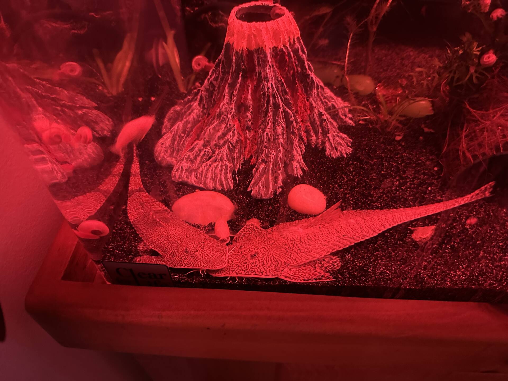 Chameleon Whiptail Catfish Fungus Treatment - Diseases - Aquarium Co-Op ...