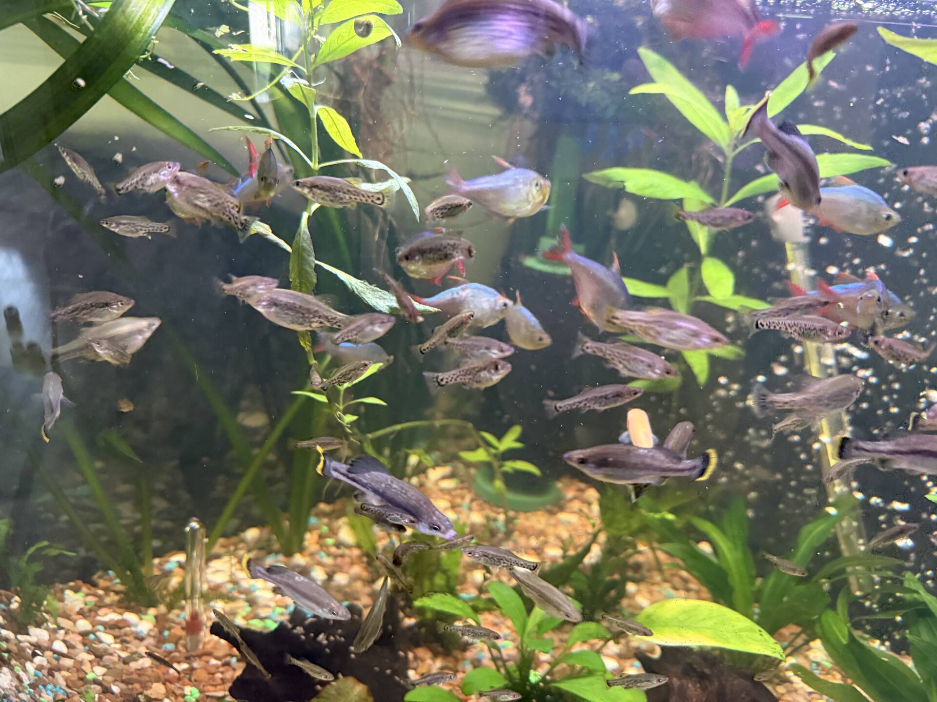 Electric blue acara for 55g corner tank? - General Chat - Aquarium Co ...