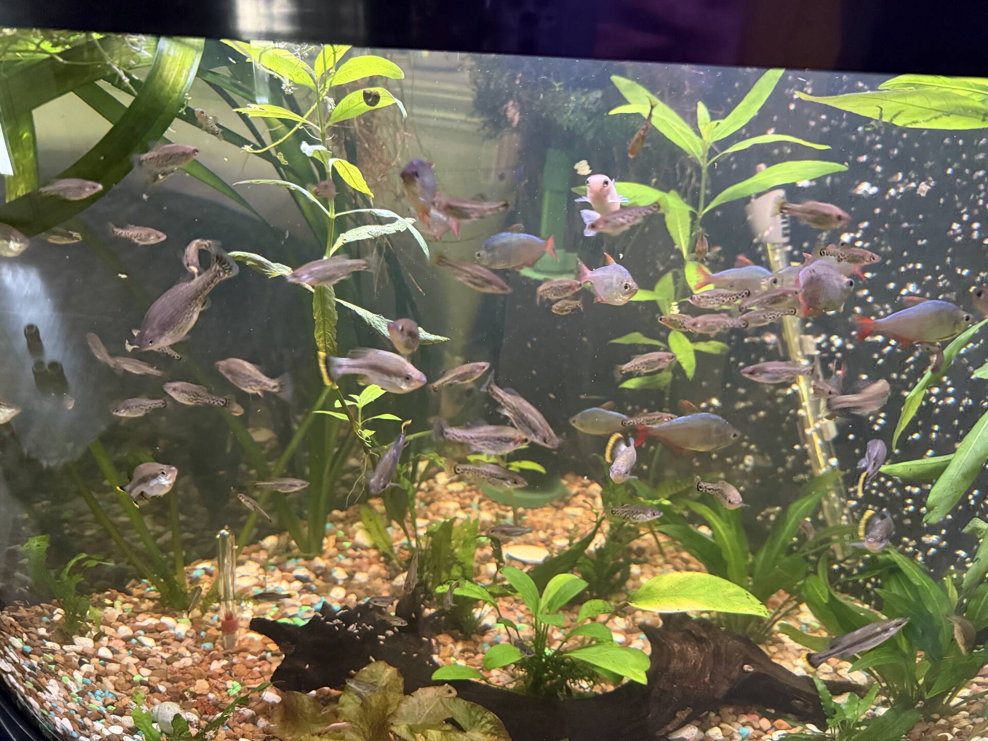 Electric blue acara for 55g corner tank? - General Chat - Aquarium Co ...
