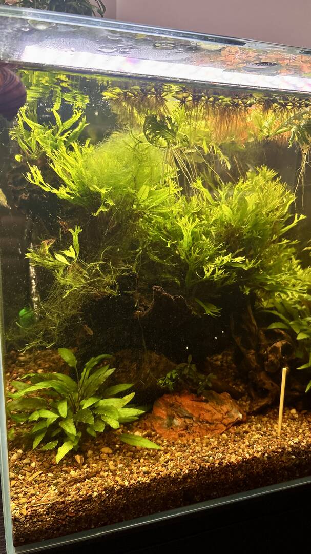 Delicious Green Hair Algae for My New Pinocchio Shrimp! - Shrimp Chat ...
