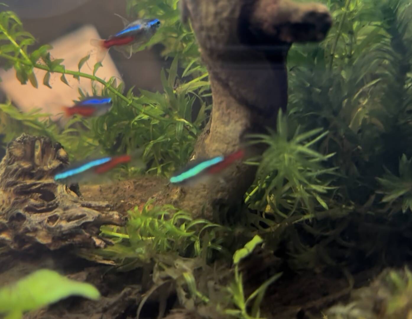 What is wrong with my neon tetra? Columnaris? - Diseases - Aquarium Co ...
