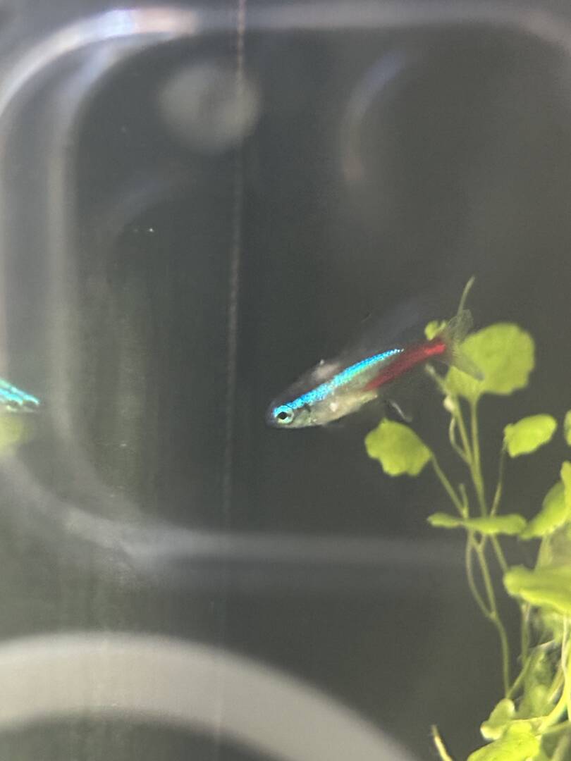 What is wrong with my neon tetra? Columnaris? - Diseases - Aquarium Co ...