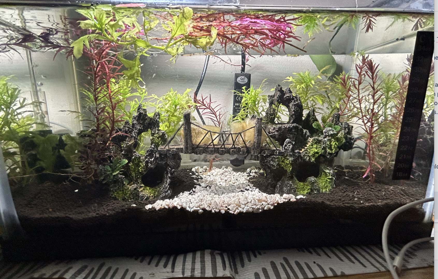 Tank got destroyed during move. Fish-in cycle with plants. - General ...
