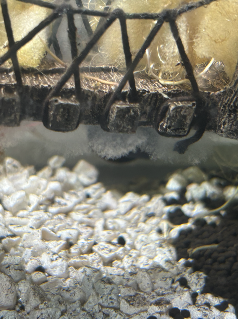 Tank got destroyed during move. Fish-in cycle with plants. - General ...