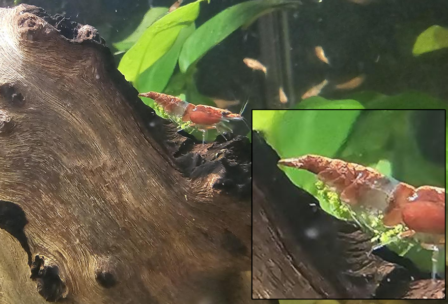 Green stuff growing on shrimp?? - Shrimp Chat - Aquarium Co-Op Forum