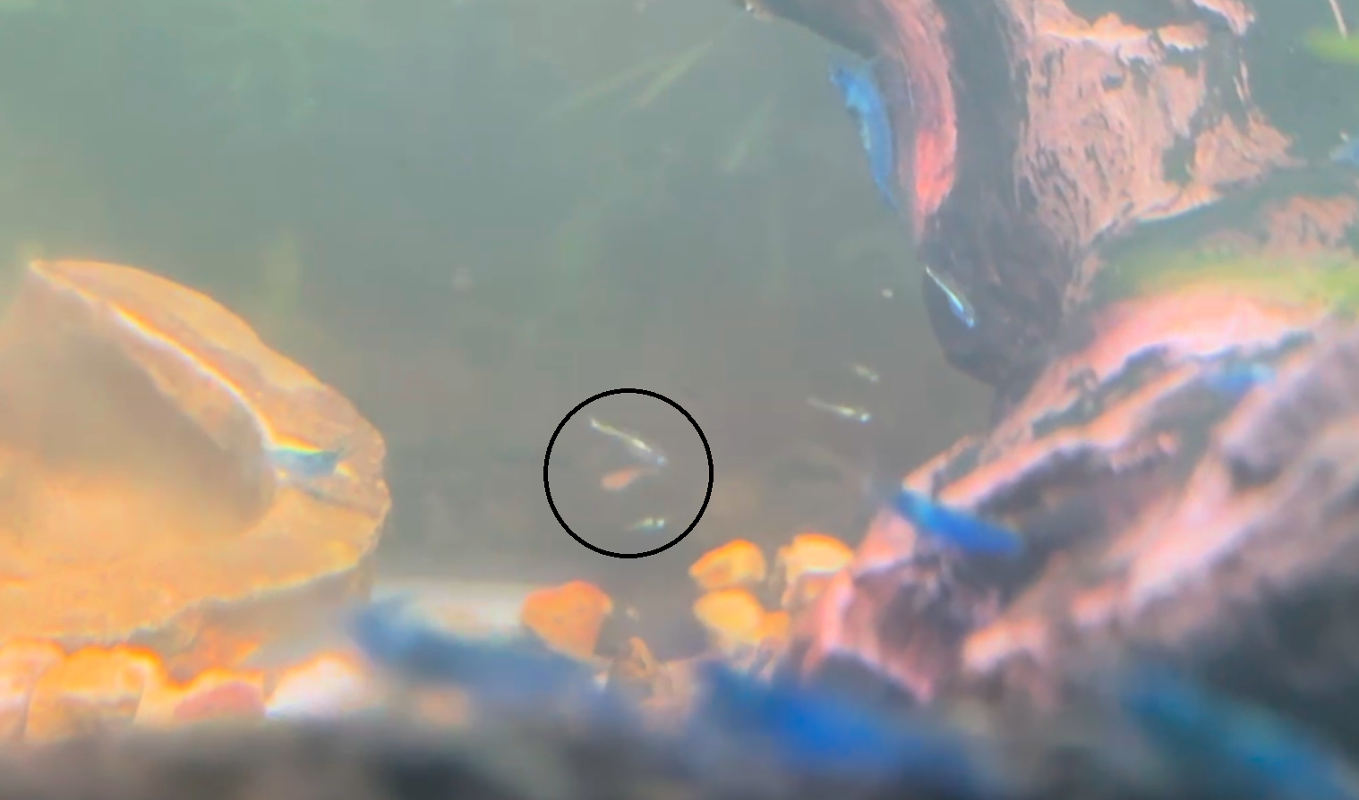 Why is this fry red? - Fish Breeding - Aquarium Co-Op Forum