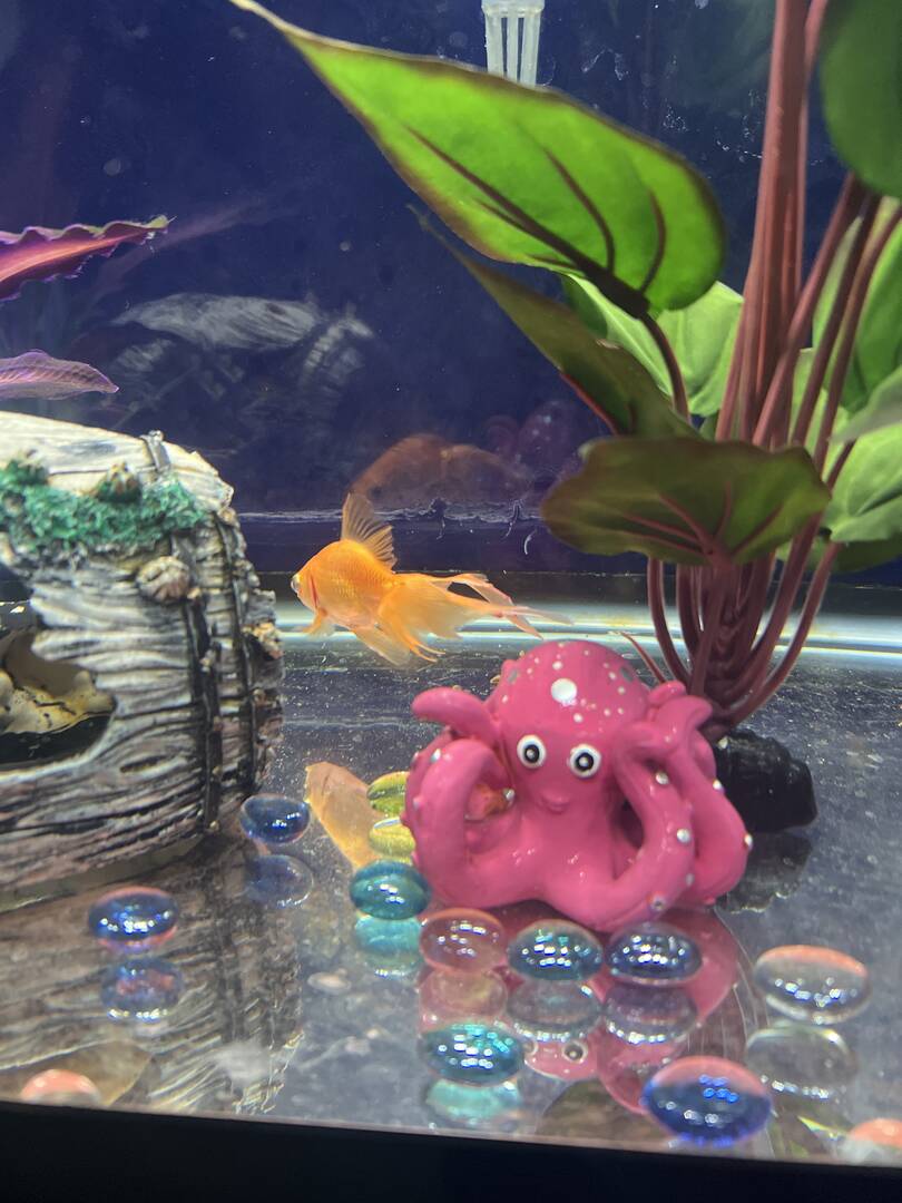 3 weeks frayed, torn Goldfish fins- no improvement - Page 2 - Diseases ...