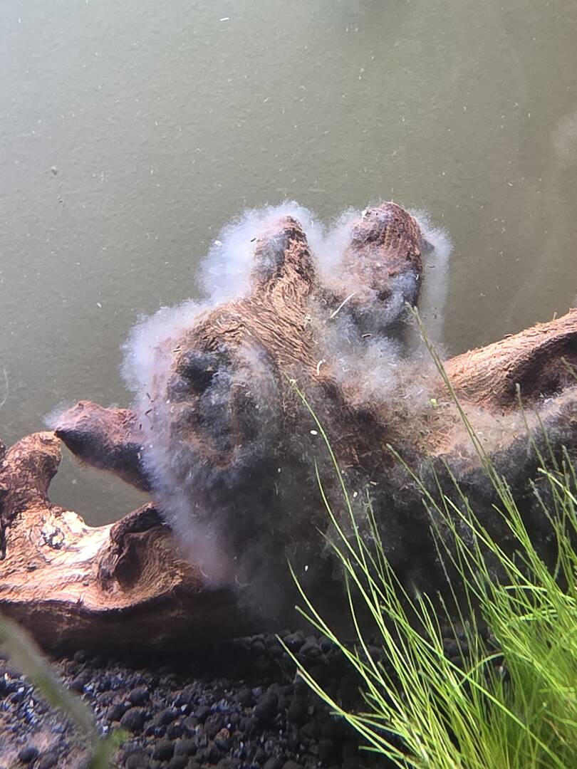 Fungus - Diseases - Aquarium Co-Op Forum