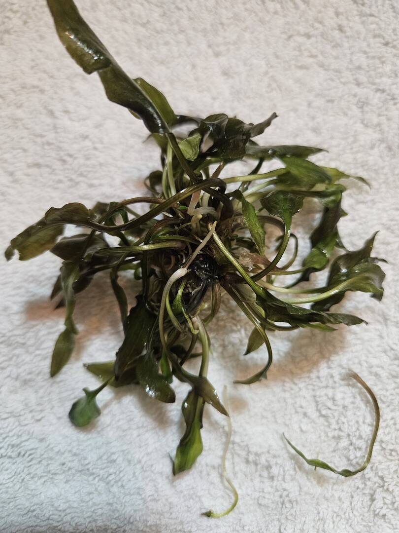 My tissue culture plants are a tangled mass. What do I do? - Plants ...