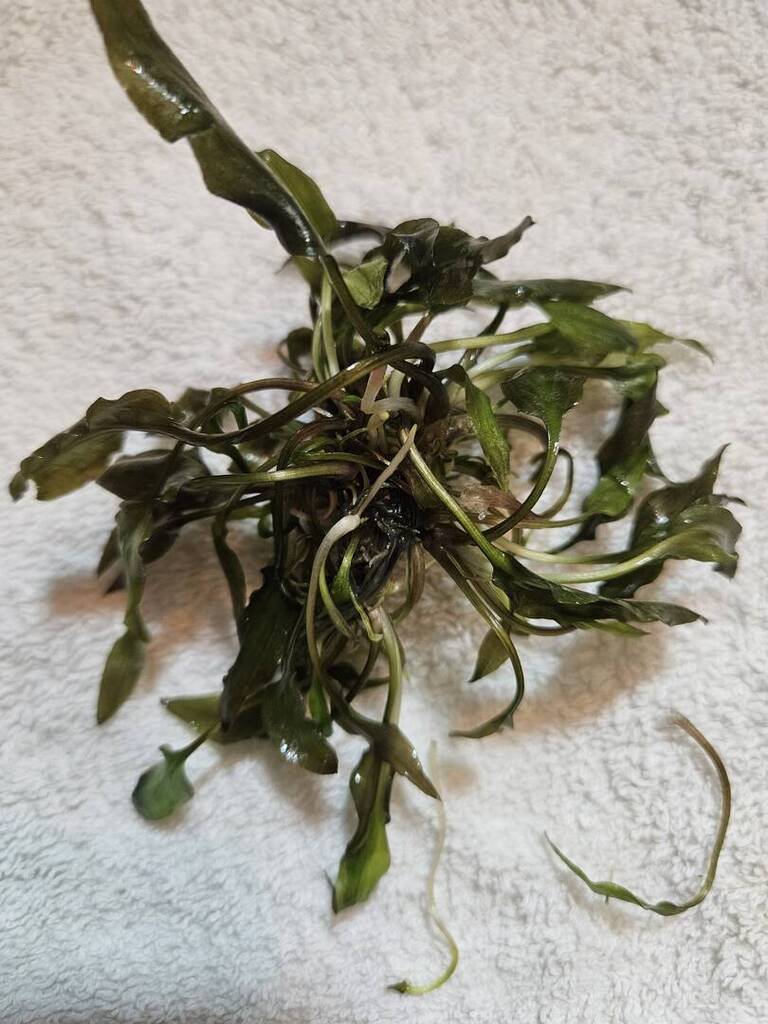 My tissue culture plants are a tangled mass. What do I do? - Plants ...