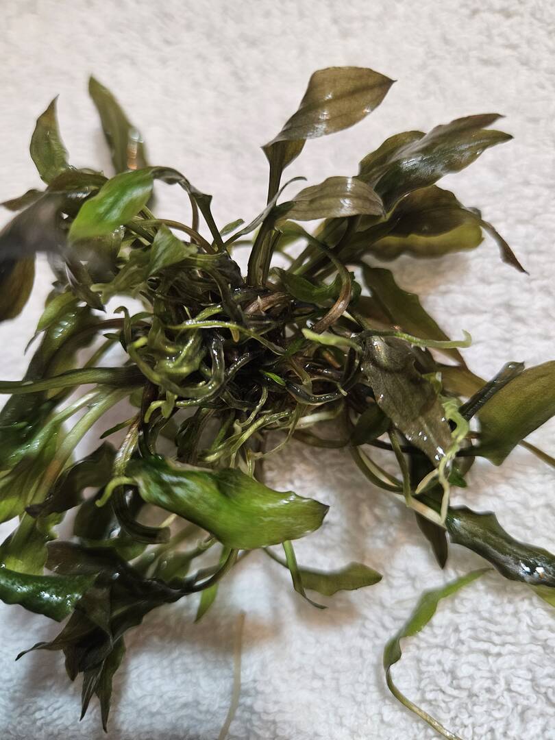 My tissue culture plants are a tangled mass. What do I do? - Plants ...