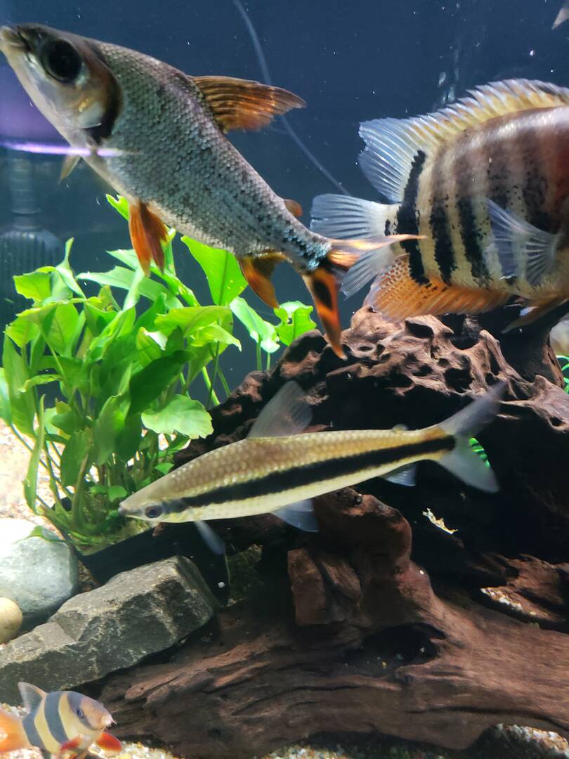 What fish surprised you the most? - General Chat - Aquarium Co-Op Forum
