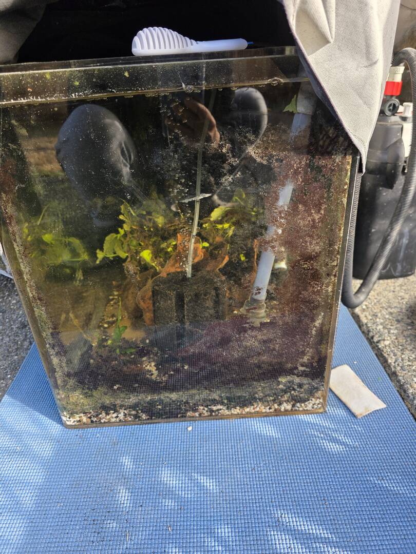 Removing hard algae - Plants, Algae, and Fertilizers - Aquarium Co-Op Forum