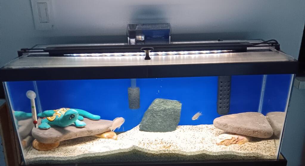 Aqueon aquariums - Page 2 - General Chat - Aquarium Co-Op Forum