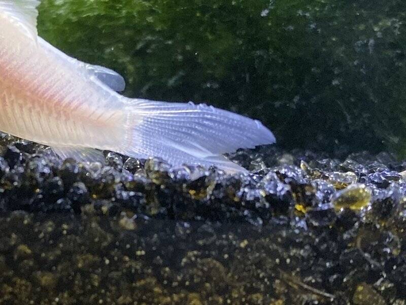Need help identifying and curing Albino Cory's - Diseases - Aquarium Co ...