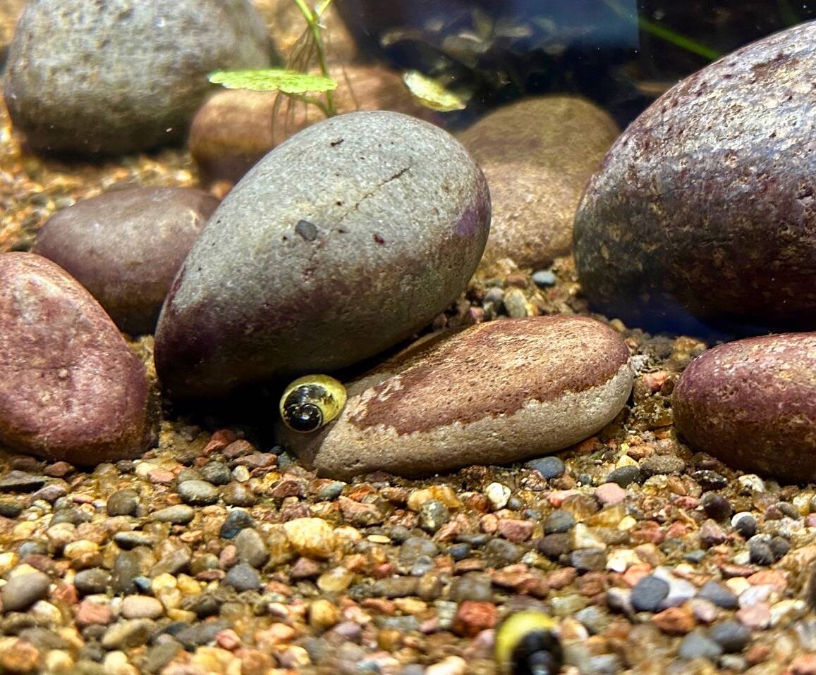 My Stoney Creek Aquarium - Photos, Videos & Journals - Aquarium Co-Op Forum