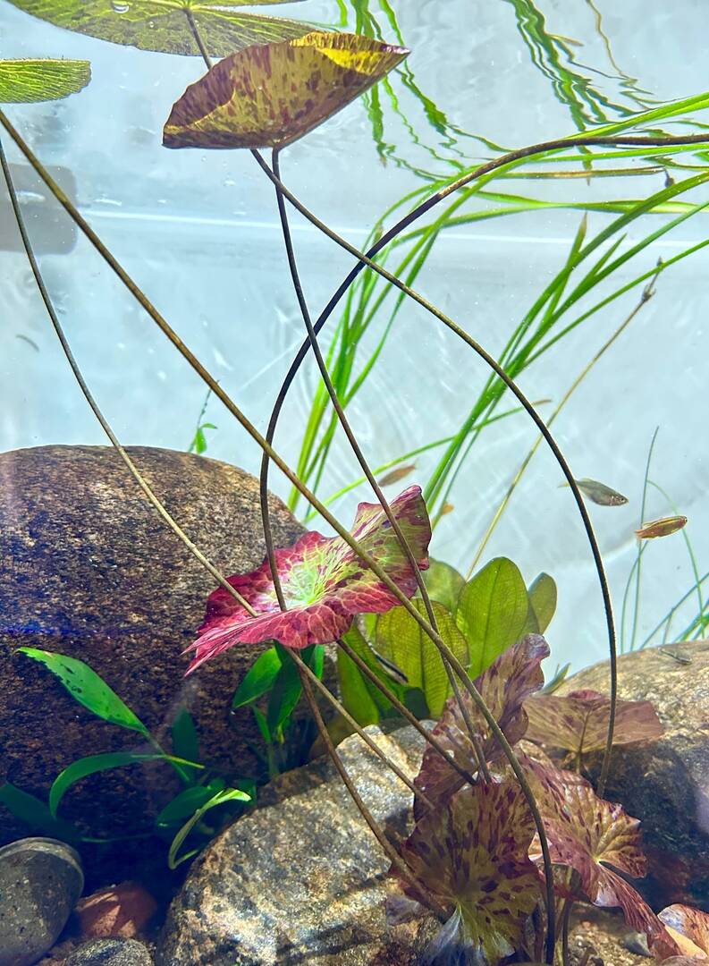 My Stoney Creek Aquarium - Photos, Videos & Journals - Aquarium Co-Op Forum