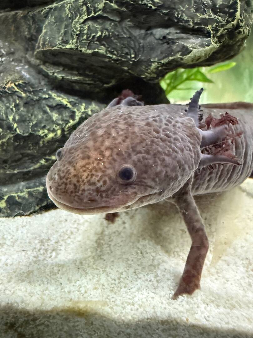 axolotls-other-pets-aquarium-co-op-forum