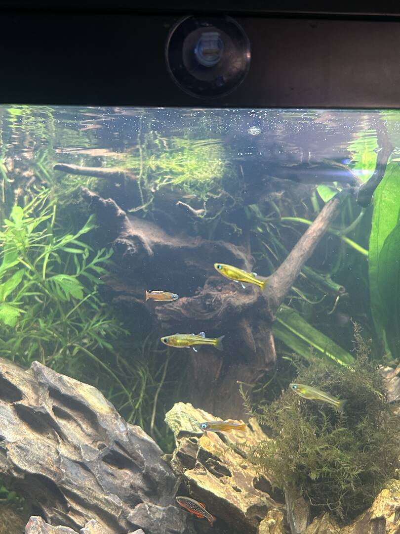 Any Pseudomugil Experts? - General Chat - Aquarium Co-Op Forum