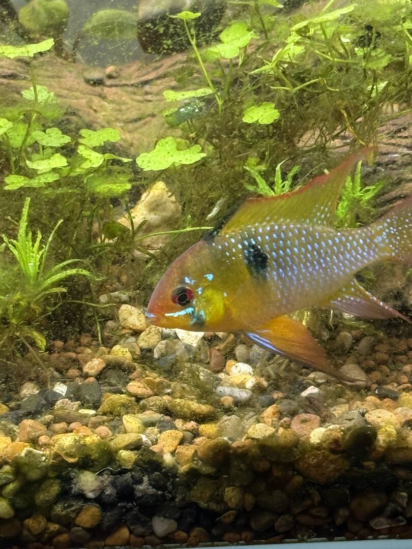 Fish Breeding - Aquarium Co-Op Forum