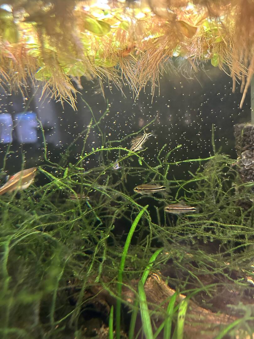 How much to feed! - General Chat - Aquarium Co-Op Forum