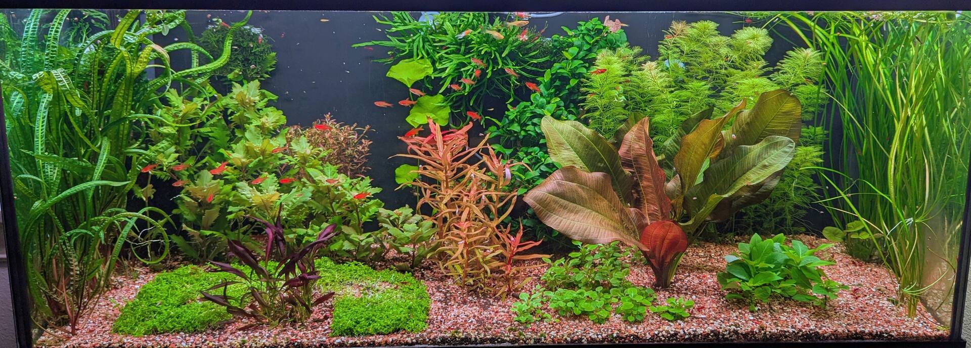 Dutch/ plant farm 75 gallon (and other projects) - Page 2 - Photos ...
