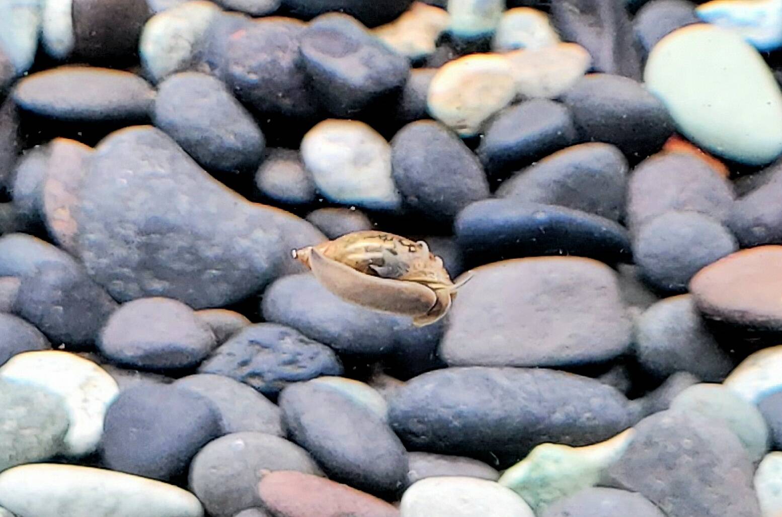 Weird thing on snail - Snails Chat - Aquarium Co-Op Forum