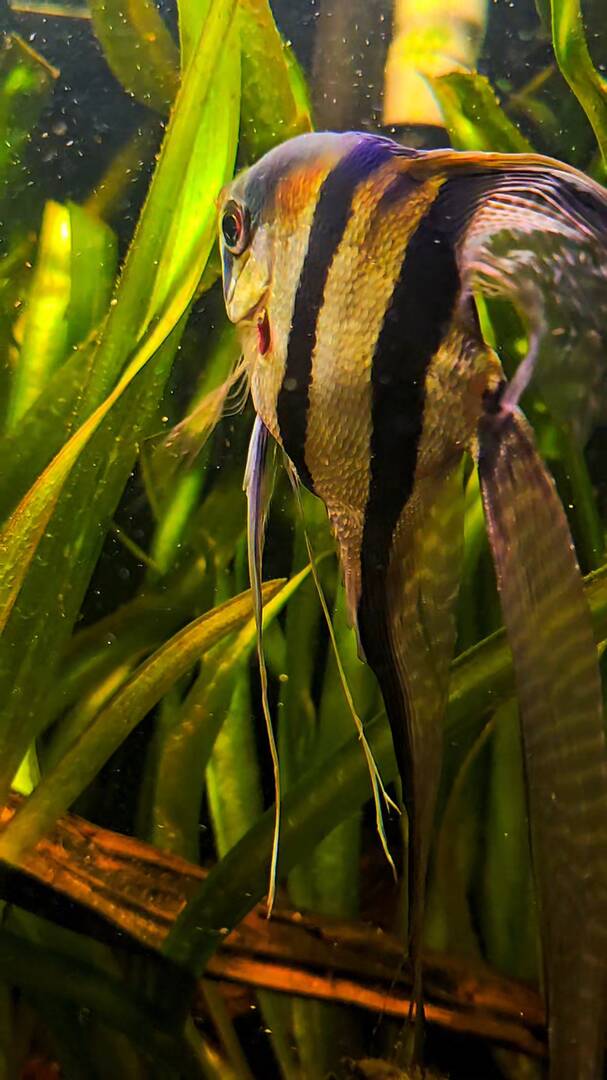 Angelfish Pectoral Fin Damage? - Diseases - Aquarium Co-Op Forum