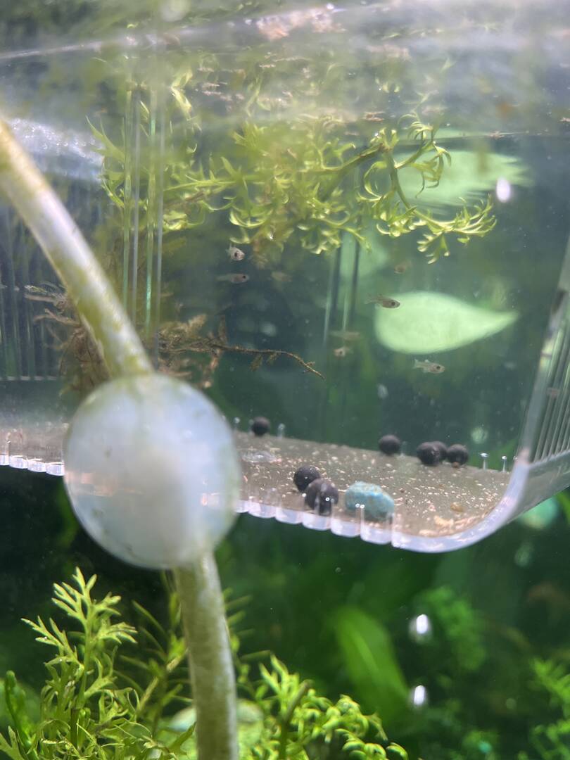 Guppy babies - Fish Breeding - Aquarium Co-Op Forum