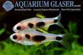 Advice for dither fish for pygmy corys - Photos, Videos & Journals ...
