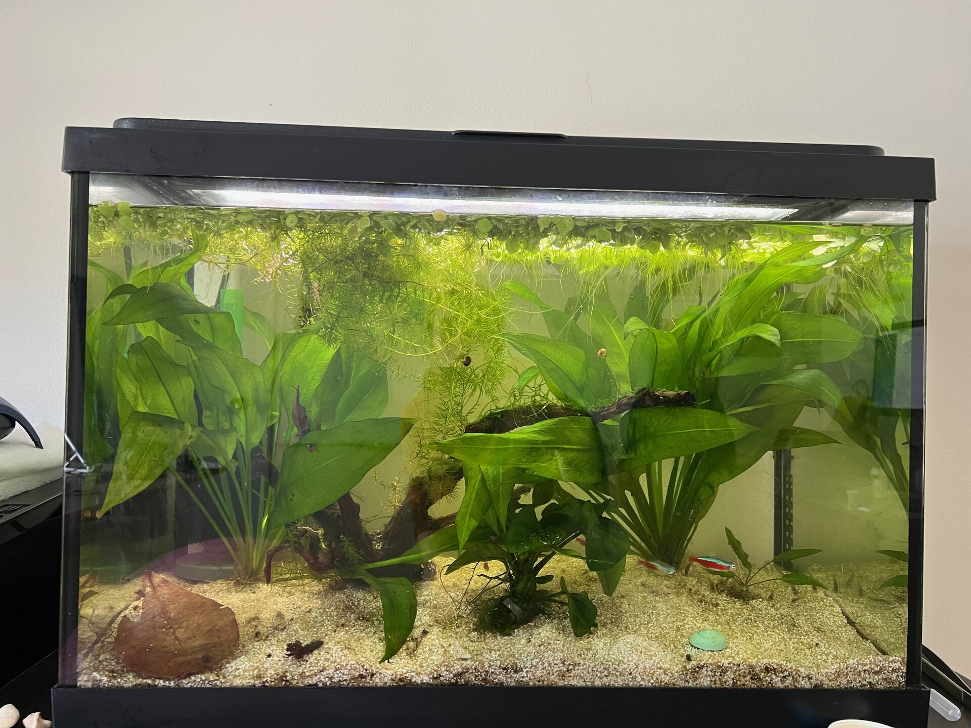 What are your experiences with natural pH consistency in tanks with 1-4 ...