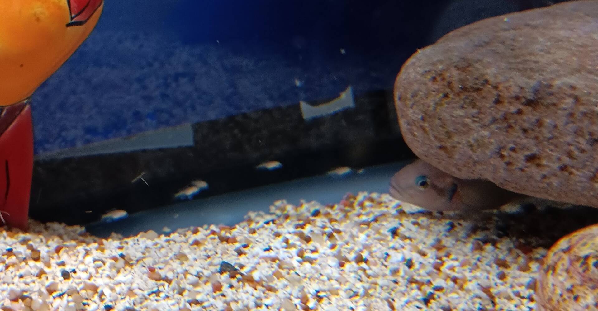 Brichardi Baby Fry in Recently Setup 20 Long - General Chat - Aquarium ...