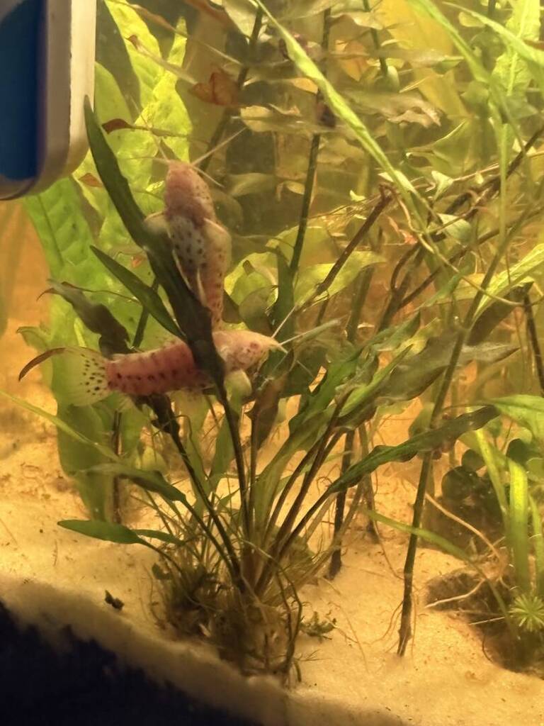 Hoplo Catfish - Weird activities - General Chat - Aquarium Co-Op Forum