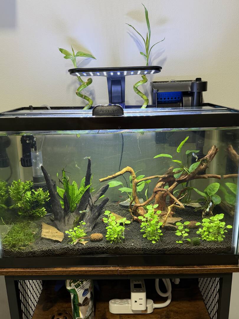 My Shrimp and Questions - Shrimp Chat - Aquarium Co-Op Forum