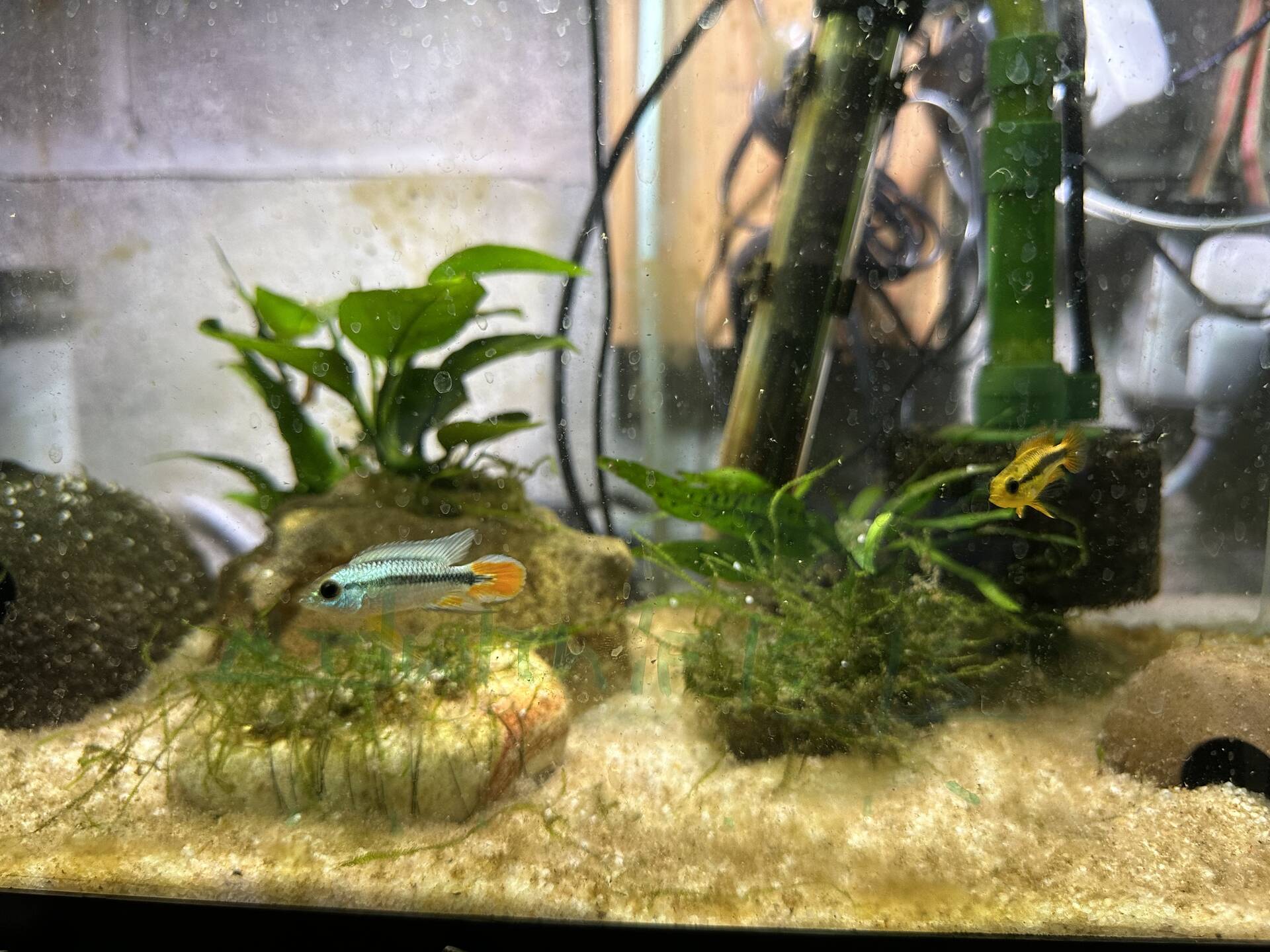 Blue Flame Apisto Agazzii Journal - Fish Breeding - Aquarium Co-Op Forum