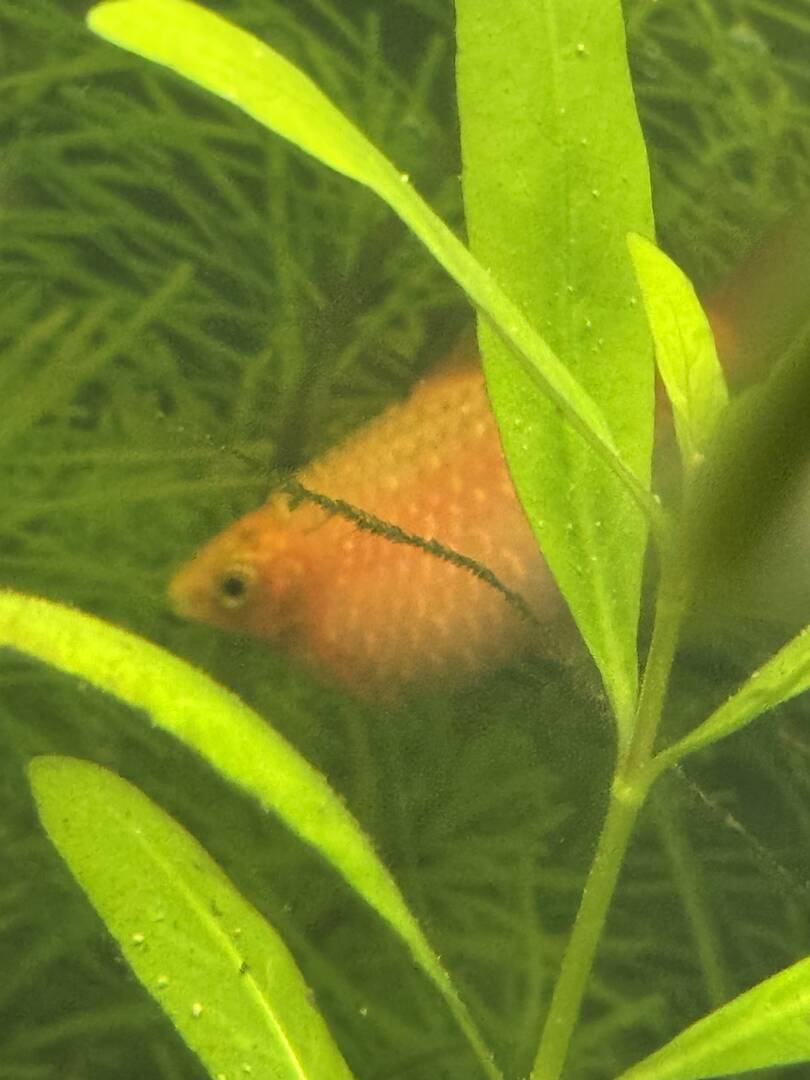 Breeding rosy barbs - spawning mop - Fish Breeding - Aquarium Co-Op Forum