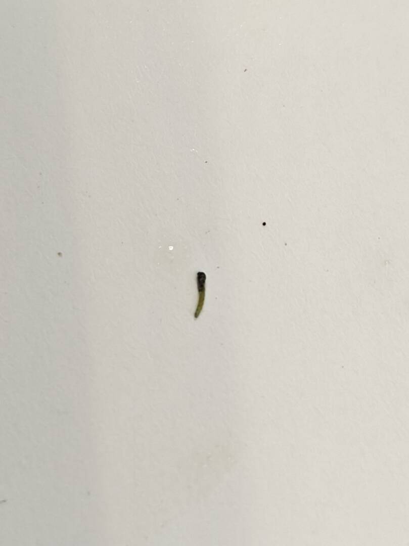 Worm/Larvae ID - General Chat - Aquarium Co-Op Forum
