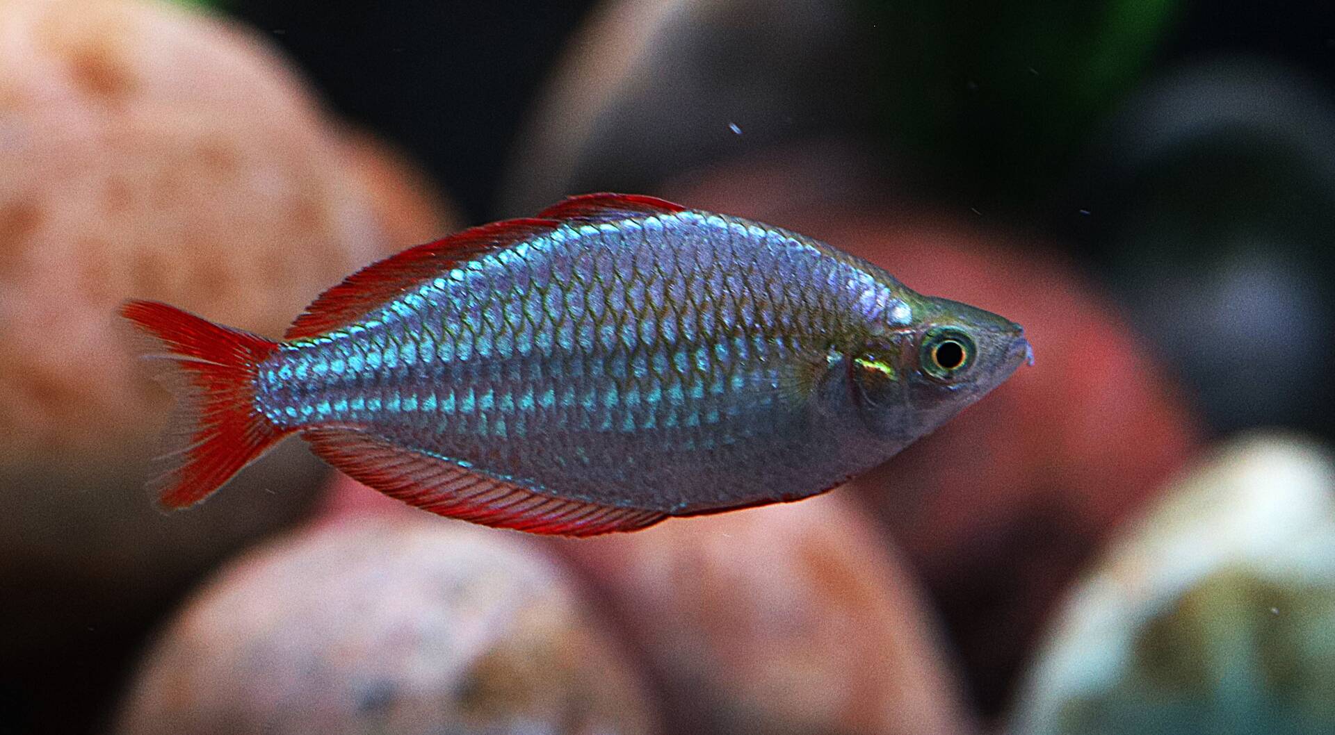 Final 75 Gallon Rainbowfish Tank Pictures - General Chat - Aquarium Co ...