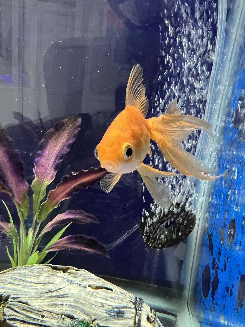 3 weeks frayed, torn Goldfish fins- no improvement - Diseases ...