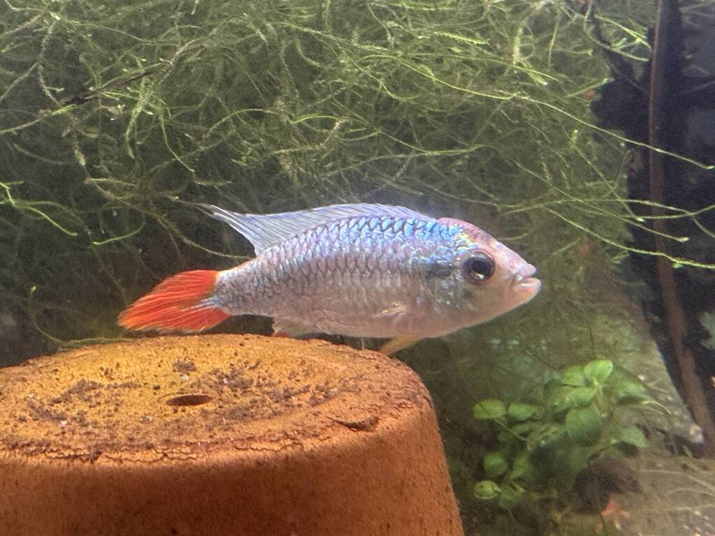 Blue Flame Apisto Agazzii Journal - Fish Breeding - Aquarium Co-Op Forum